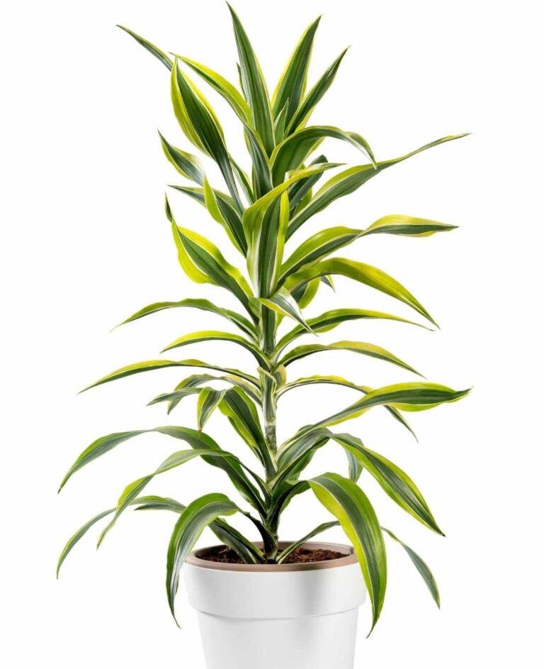 Indoor Office Plants | An Impeccable Guide 2020 | FREE