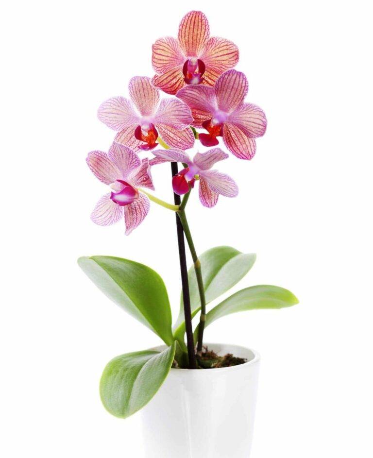 Indoor Office Plants | An Impeccable Guide 2020 | FREE