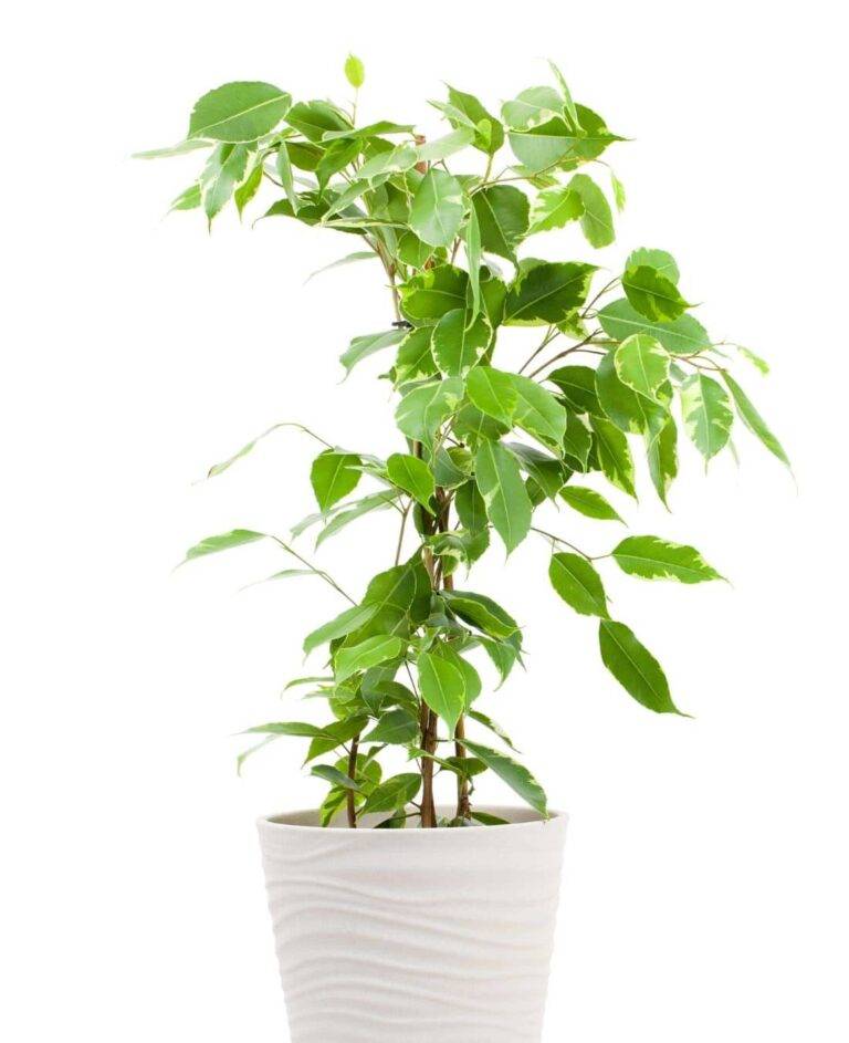 Indoor Office Plants | An Impeccable Guide 2020 | FREE